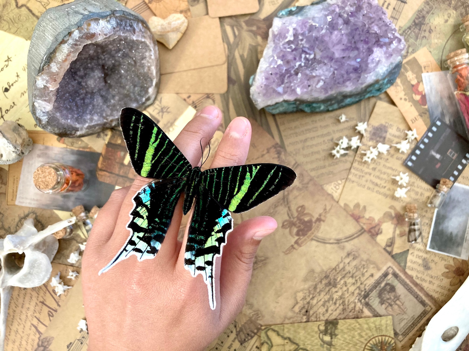 The Green-banded Urania Moth Urania Leilus Dry-preserved - Etsy Hong Kong