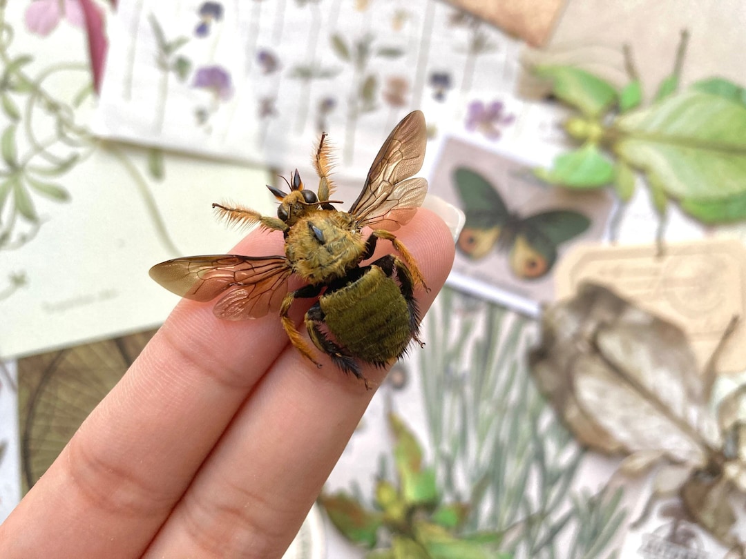 Male Yellow and Gold Carpenter Bee, Xylocopa Aestuans (spread), Male ...