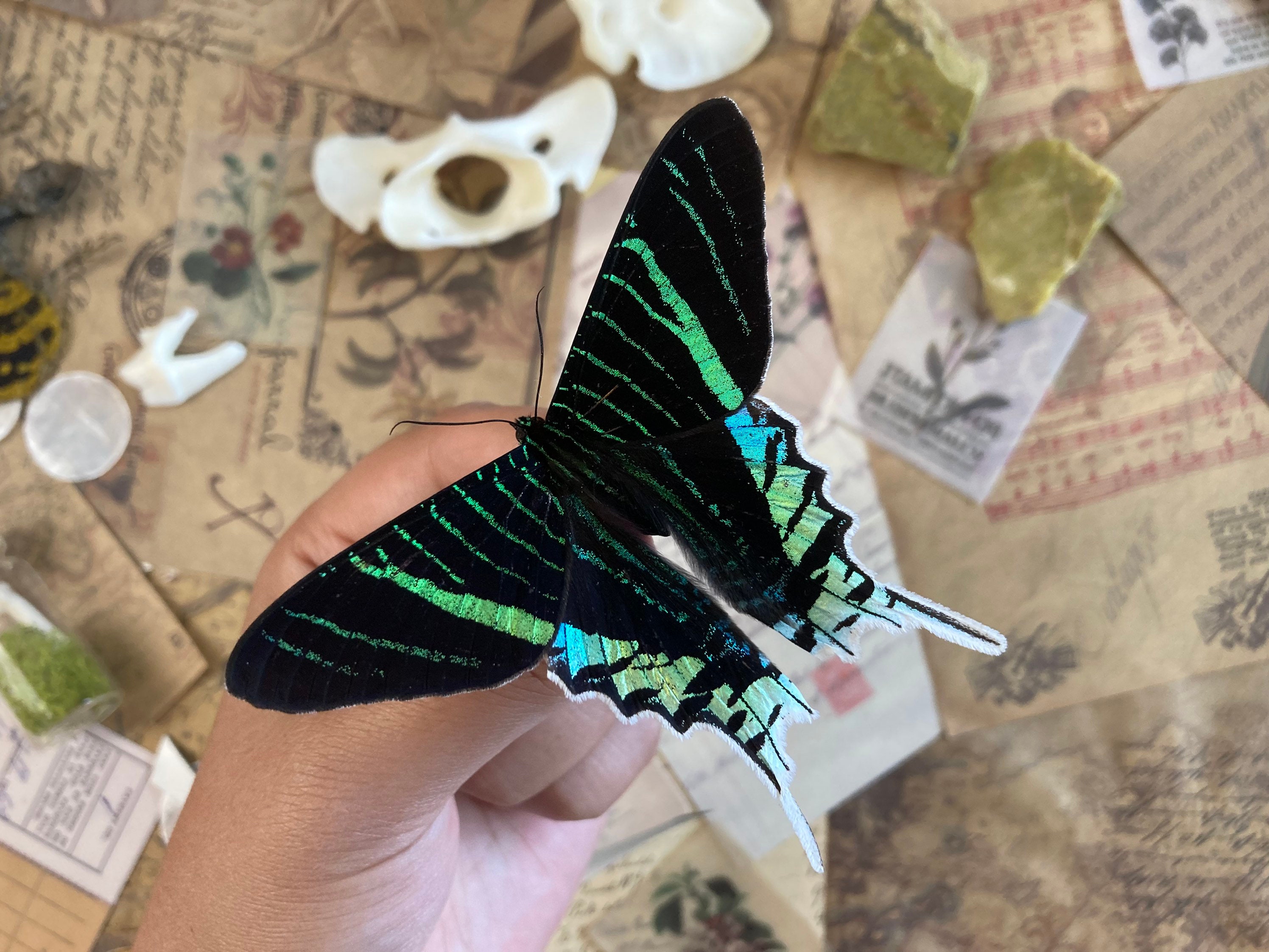 The Green-banded Urania Moth Urania Leilus Dry-preserved - Etsy Hong Kong