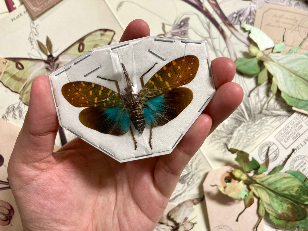 Pyrops Synavei, Spread Lanternfly, Real Lanternfly, Insect Taxidermy ...