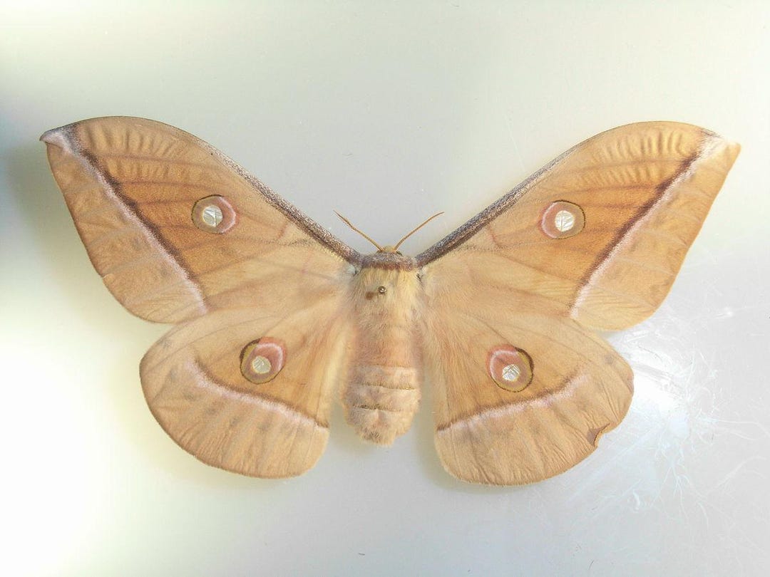 Antheraea Frithi Pedunculata Real Dry Yellow Orange Brown Moth ...