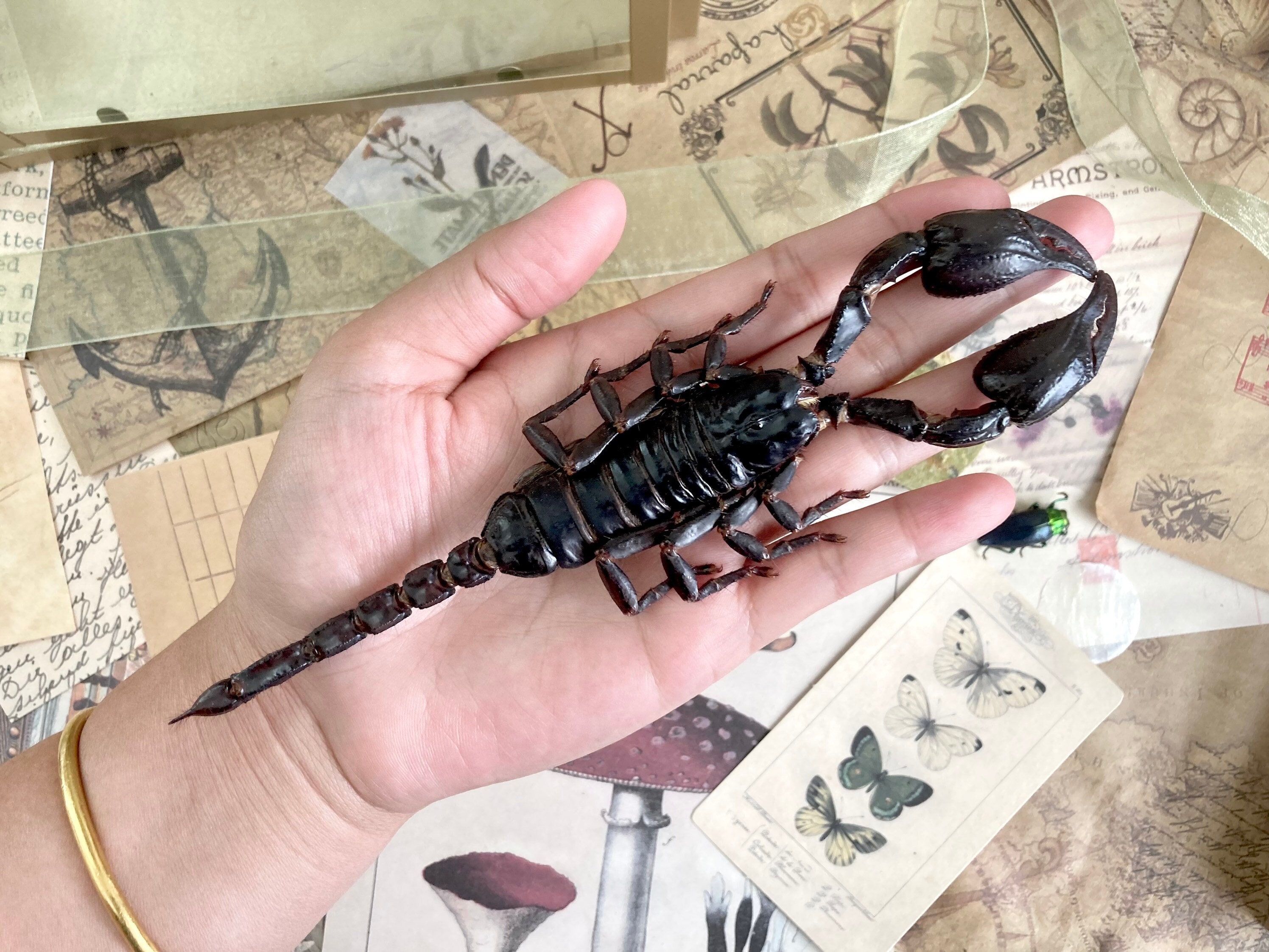 Heterometrus Laoticus Giant Emperor Scorpion Thailand Giant - Etsy 日本