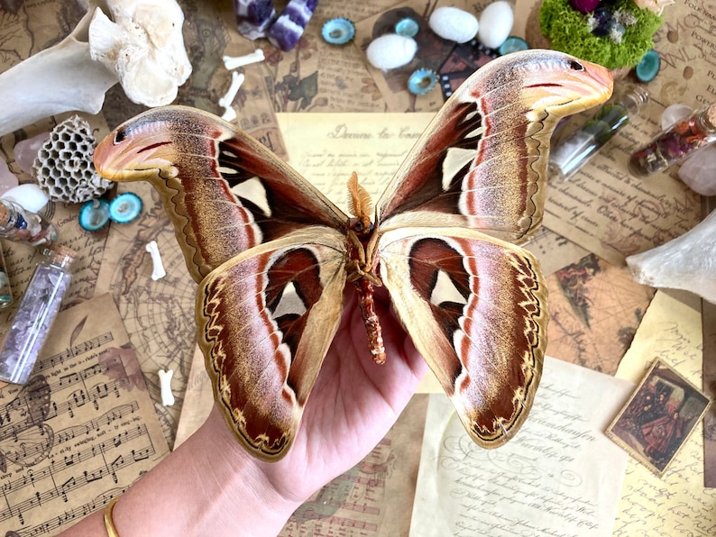 Attacus Atlas Moth Papered Specimen MALE and FEMALE Spcimens - Etsy