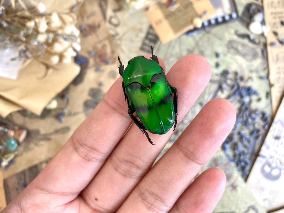 Green & Blue Flower Beetle Ischiopsopha Bifasciata Real Insect - Etsy