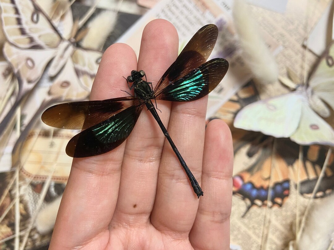 Euphaea Variegata, Teal and Violet Glittering Damselfly, Real Dragonfly ...