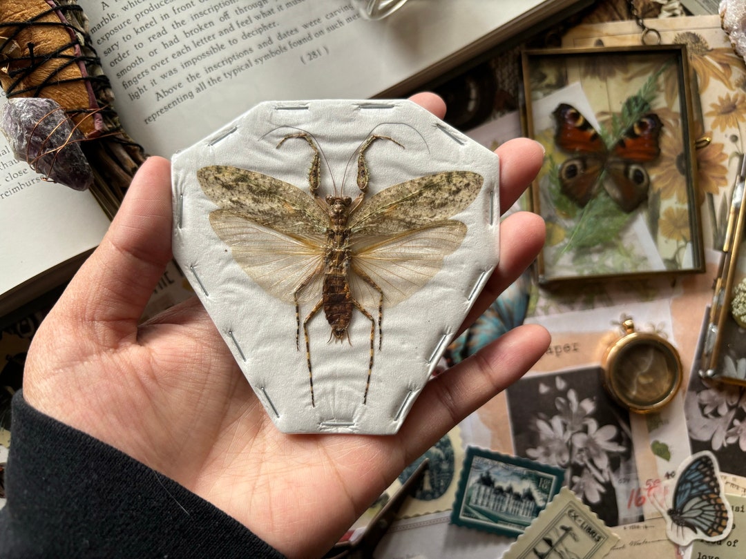 Giant Bark Mantis, Theopompa Servillei, Preying Mantis, Real Mantis ...