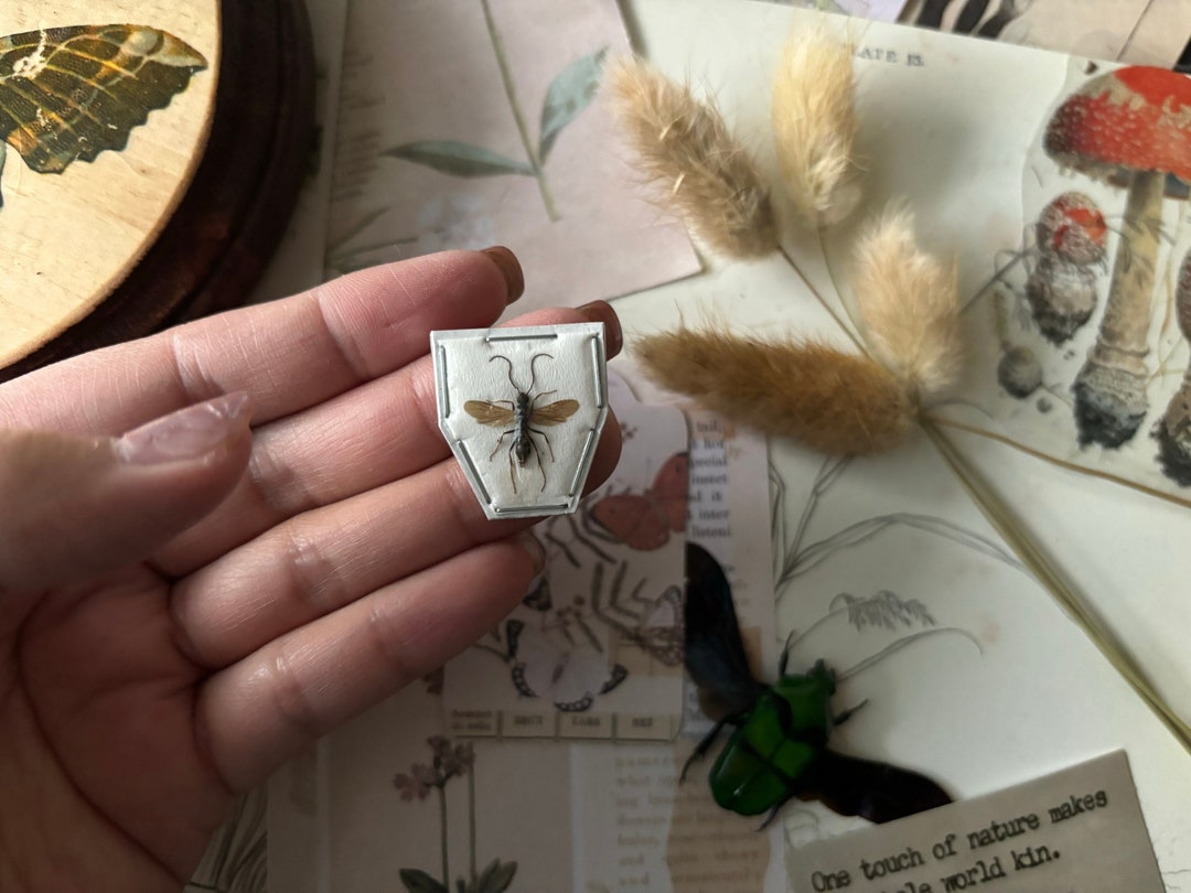 Platythyrea Punctata, Small Ant Specimens, Insects, Insect At ...