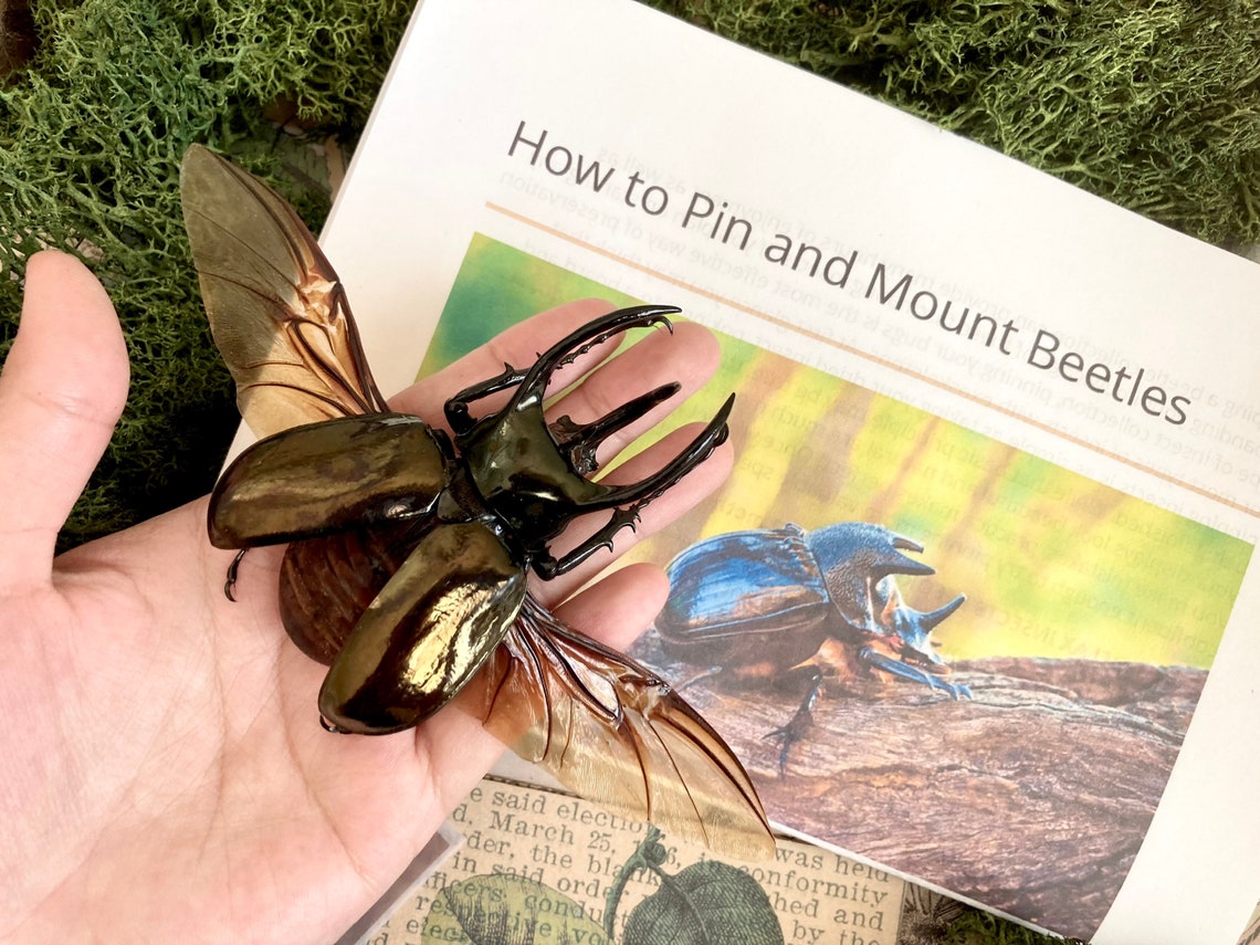Complete Beetle Mounting Kit Beetle Spreading and Pinning | Etsy
