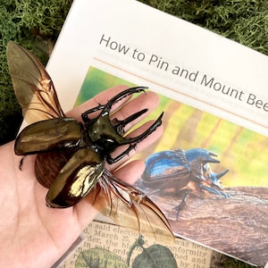 Complete Beetle Mounting Kit - Beetle Spreading and Pinning Kit ...