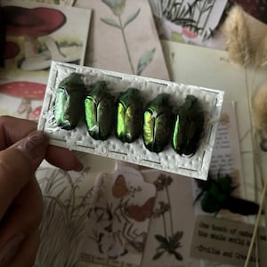 Bulk Real Metallic Green Scarab Beetles, Thaumastopeus Pugnator ...