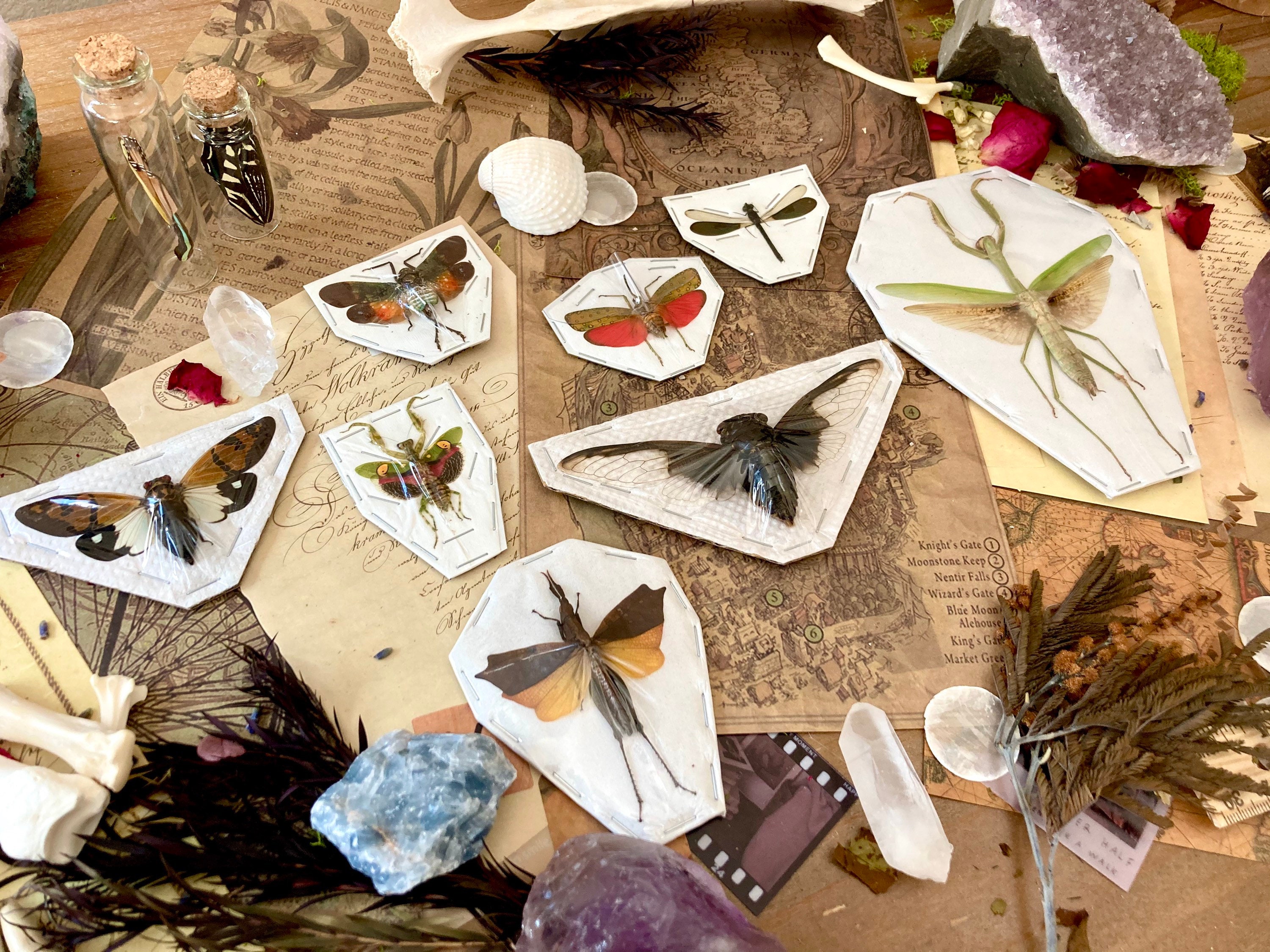 5 Mystery Insects Entomology Oddities Specimen - Etsy