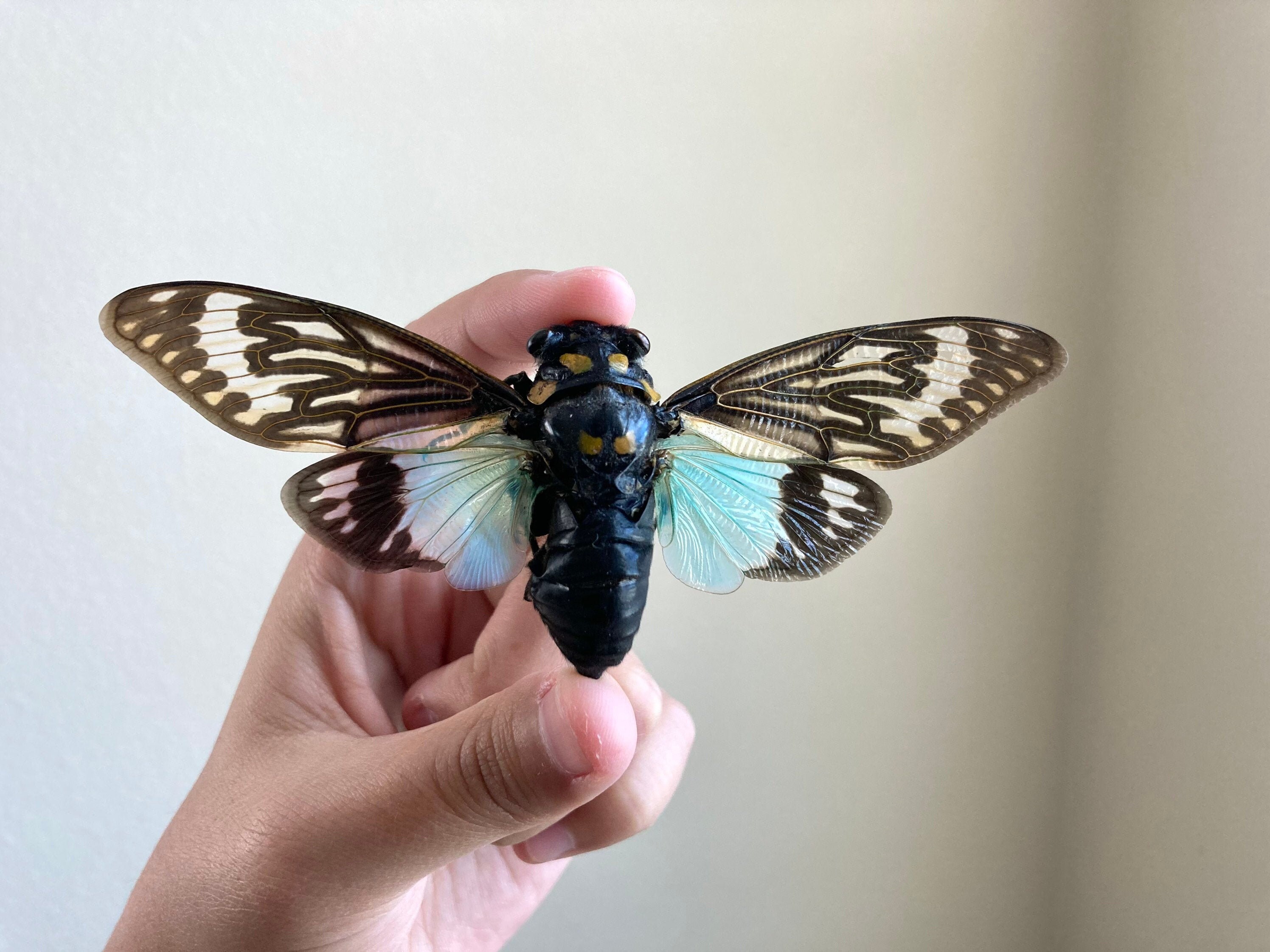 WHOLESALE 10-20 Blue Cicada Specimens, Tosena Splendida, Entomology ...
