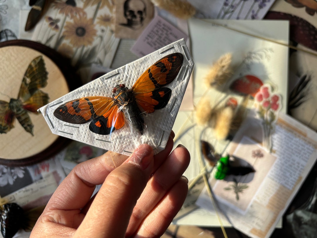 Gaeana Festiva Orange Form Cicada, ONE REAL Orange Cicada Malaysia ...