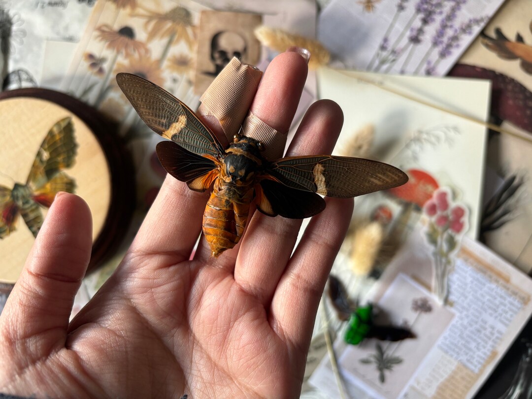 Small Black Orange Cream Cicada, Real Ciacada, Insect Art, Real Insect ...