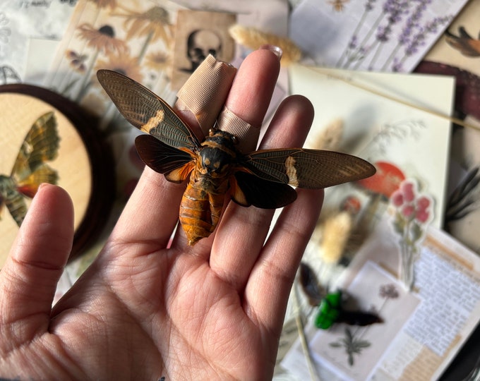Small Black Orange Cream Cicada, Real Ciacada, Insect Art, Real Insect ...