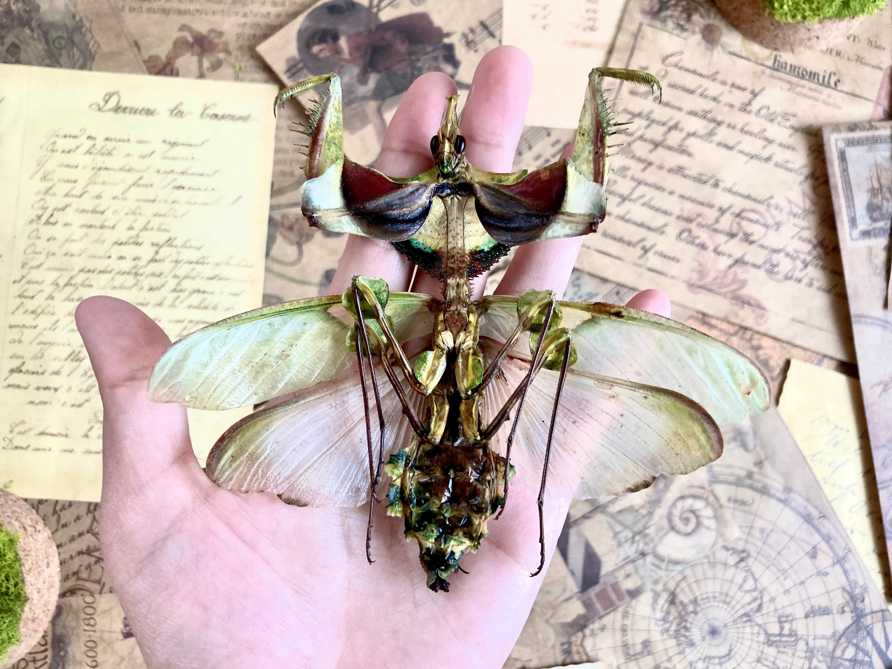 RARE Idolomantis diabolica Giant Devil's Flower Mantis | Etsy