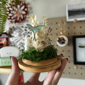 Minature Moth Terrarium, Real Flowers, Entomology Terrarium, Unique ...