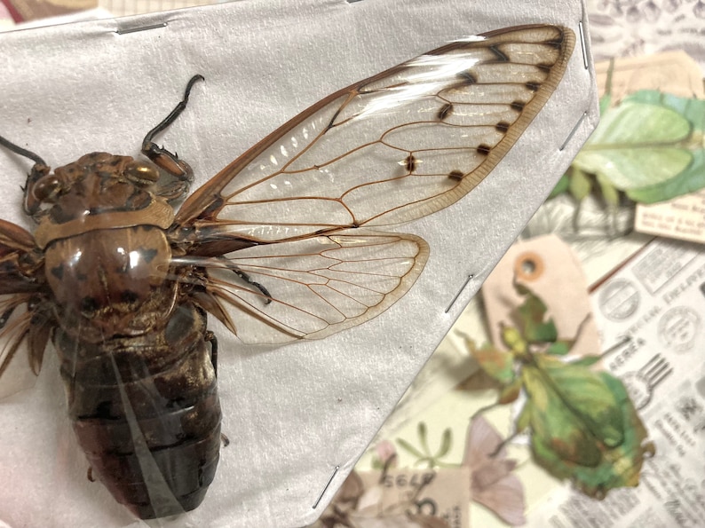 Megapomponia Merula GIANT Spread and Ready for Your | Etsy