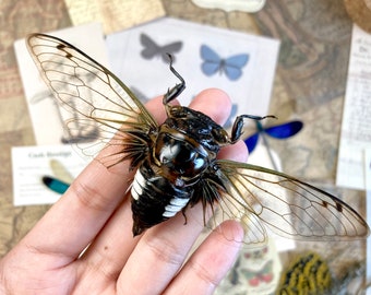 Mounted Insect Insect Gold Taxidermy Cicada Bug Crystals Crystallized ...