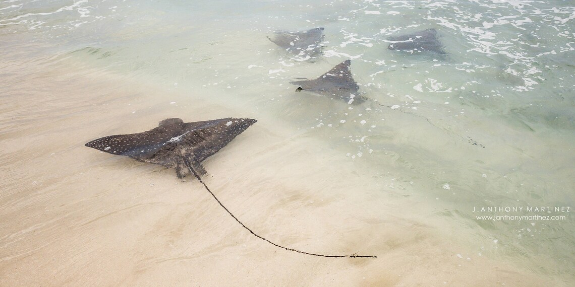 Hihimanu (spotted Eagle Ray - Maui, Hawaii) - Etsy