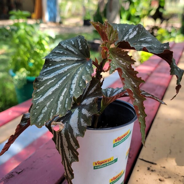 Angel Wing Begonia - Etsy