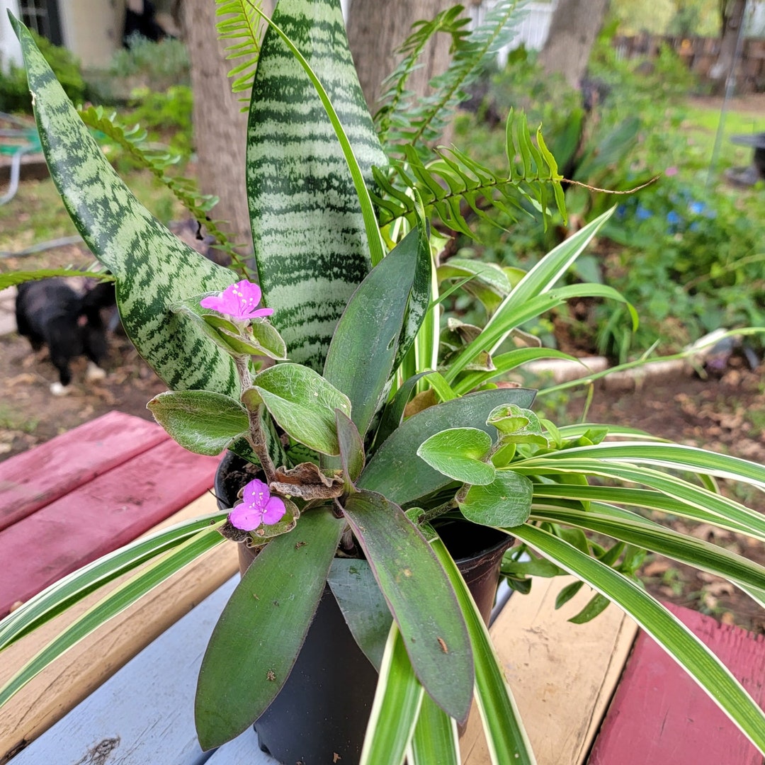 6 Plants Snake Plant Ice Plant Fern Cobweb Spiderwort - Etsy