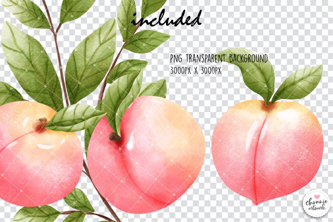 Peaches Watercolor Clipart Peaches Clipart Fruits Clipart - Etsy