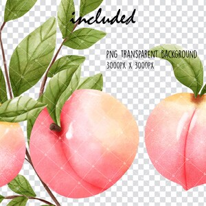 Peaches Watercolor Clipart, Peaches Clipart, Fruits Clipart - Etsy