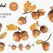 Acorn Clipart, Autumn Leaves Clipart, Fall Leaves Clipart, Autumn ...