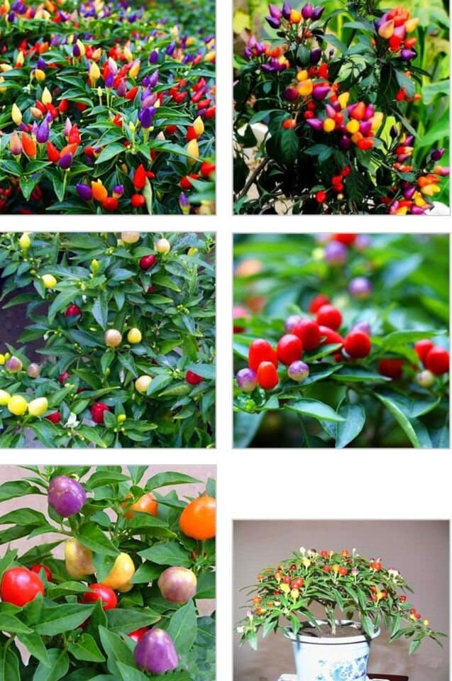 Bolivian Rainbow Chilli Pepper Seeds Planting Organic Rare - Etsy