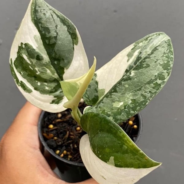 Scindapsus - Etsy