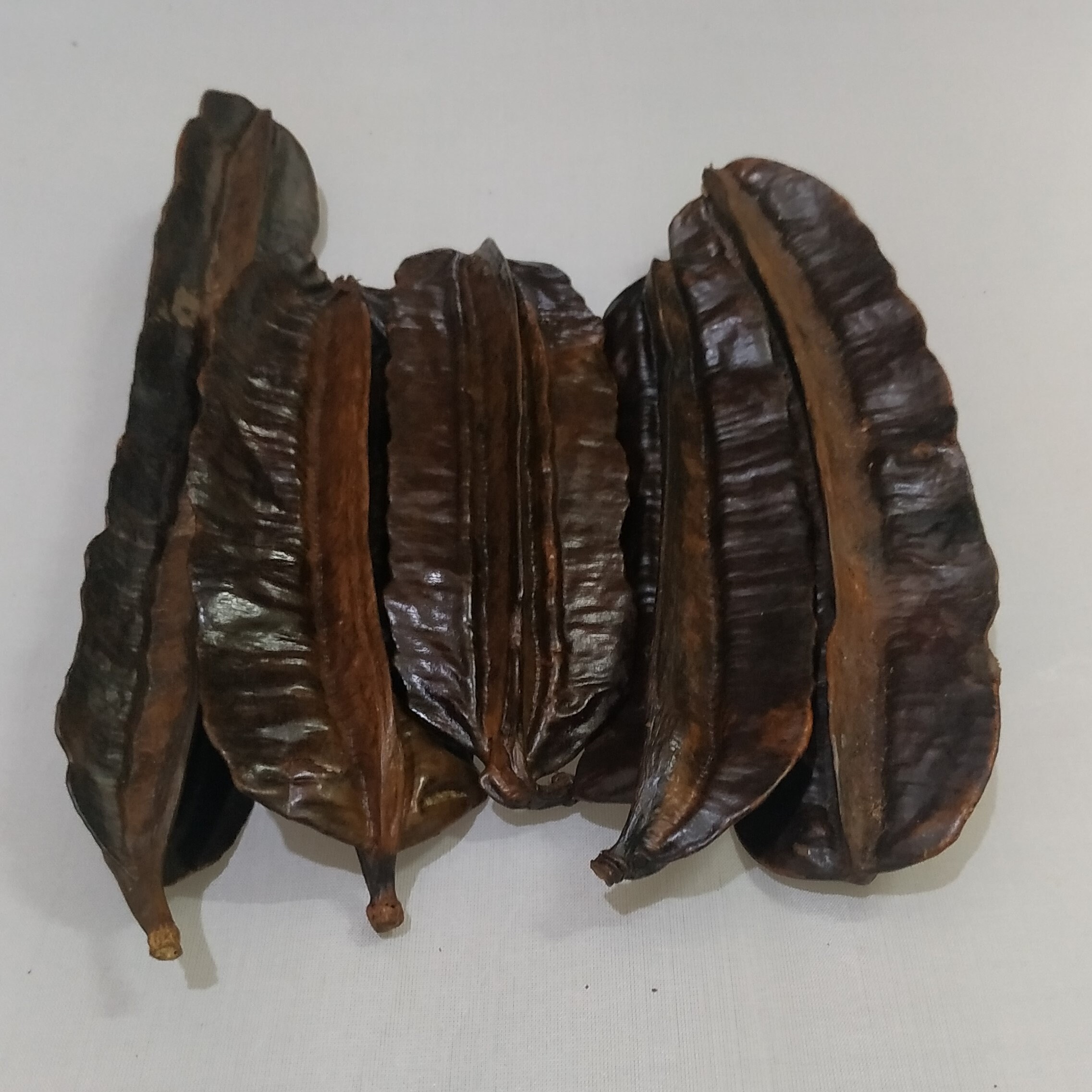 Prekese (6/10 Pods) - Uhio - Aidan Fruit - Tetrapleura Tetraptera - Etsy