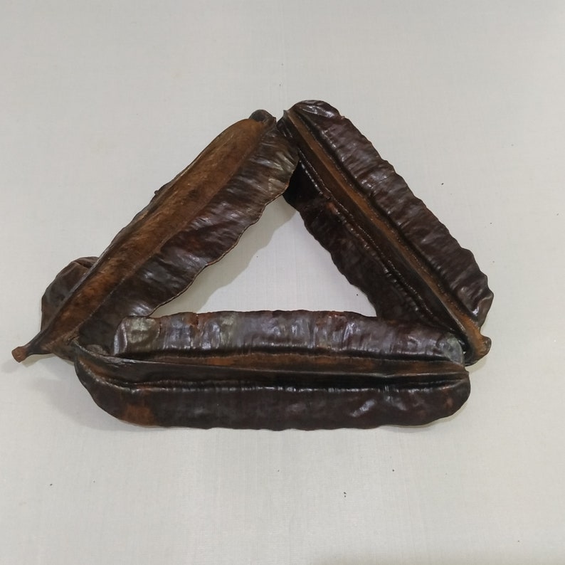 Prekese (6/10 Pods) - Uhio - Aidan Fruit - Tetrapleura Tetraptera - Etsy