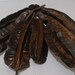 Prekese (6/10 Pods) - Uhio - Aidan Fruit - Tetrapleura Tetraptera - Etsy