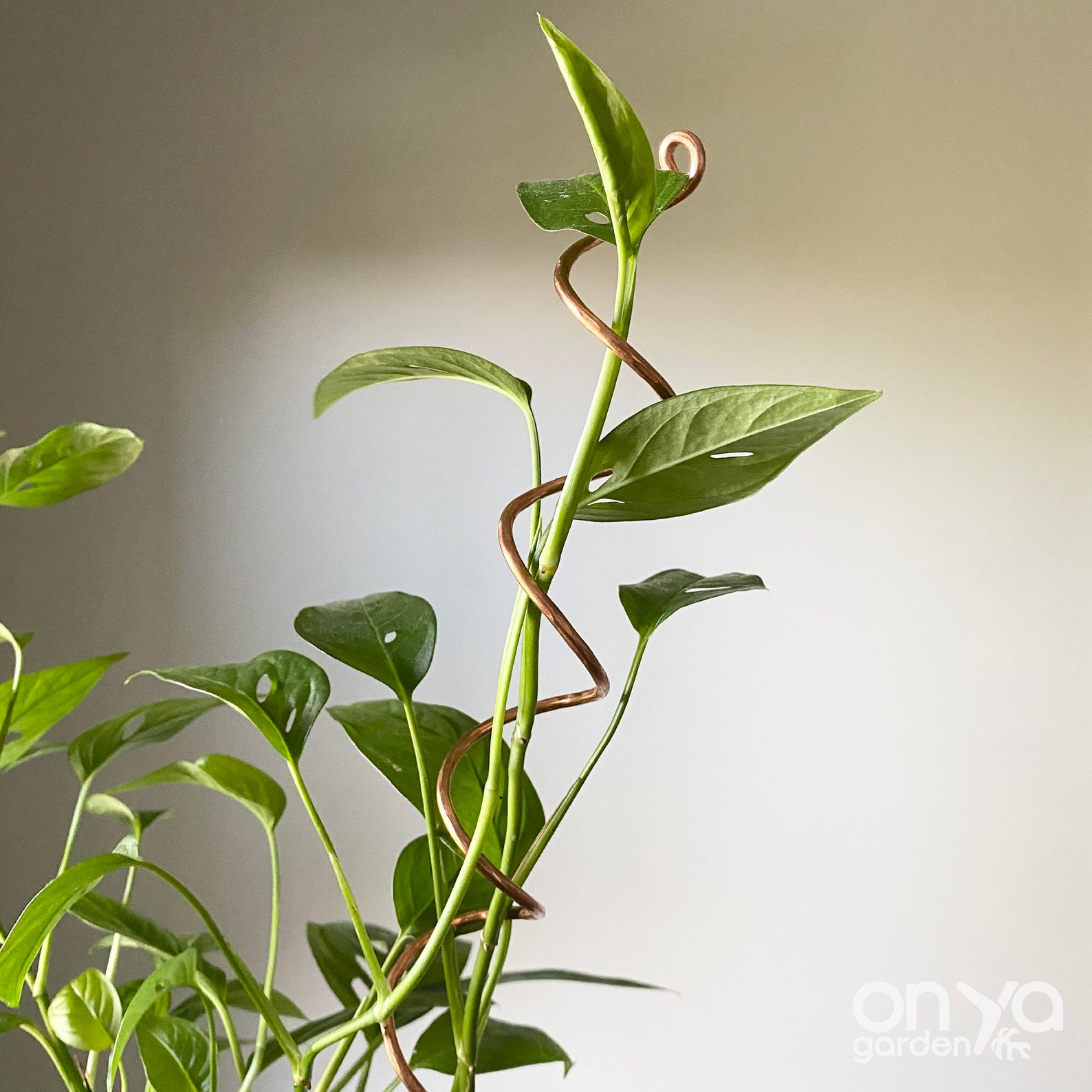 Long Plant Sticks Copper Large Plant Stick Decorative Plant - Etsy