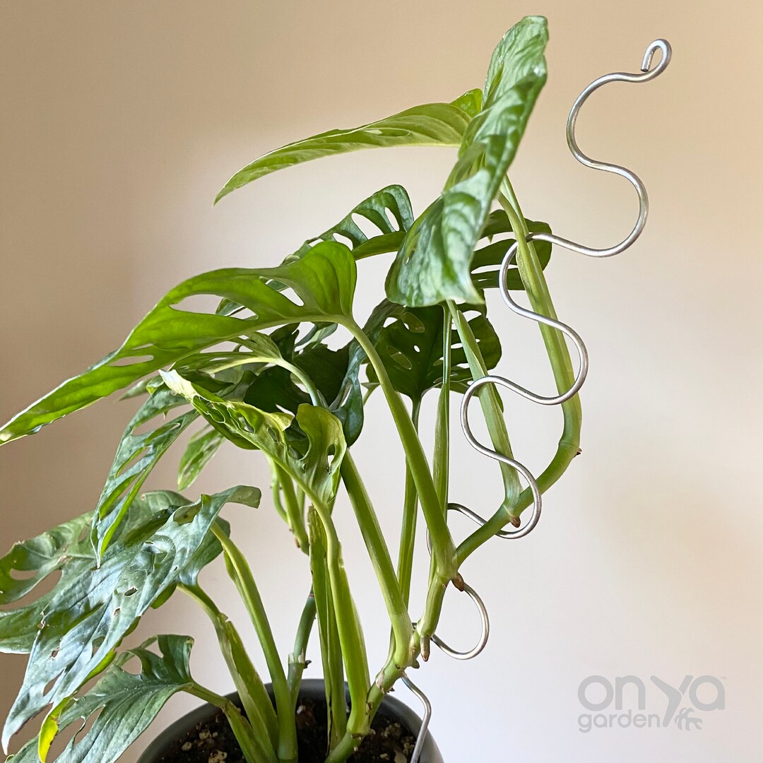 Steel Large Serpent Plant Stick, Tall Plant Stake, Long Plant Stake ...