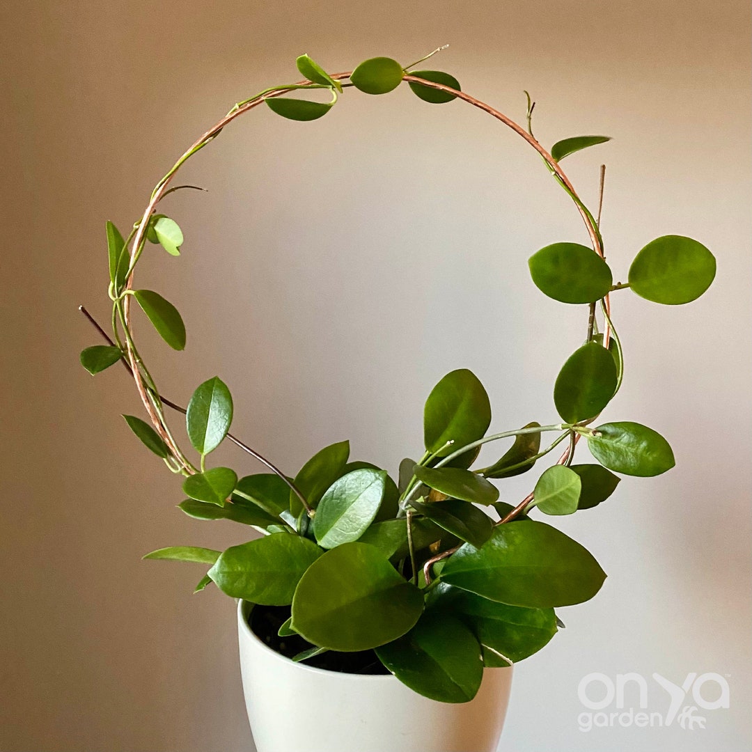 Copper Circle Trellis, Round Trellis for House Plants, Circle Trellis ...