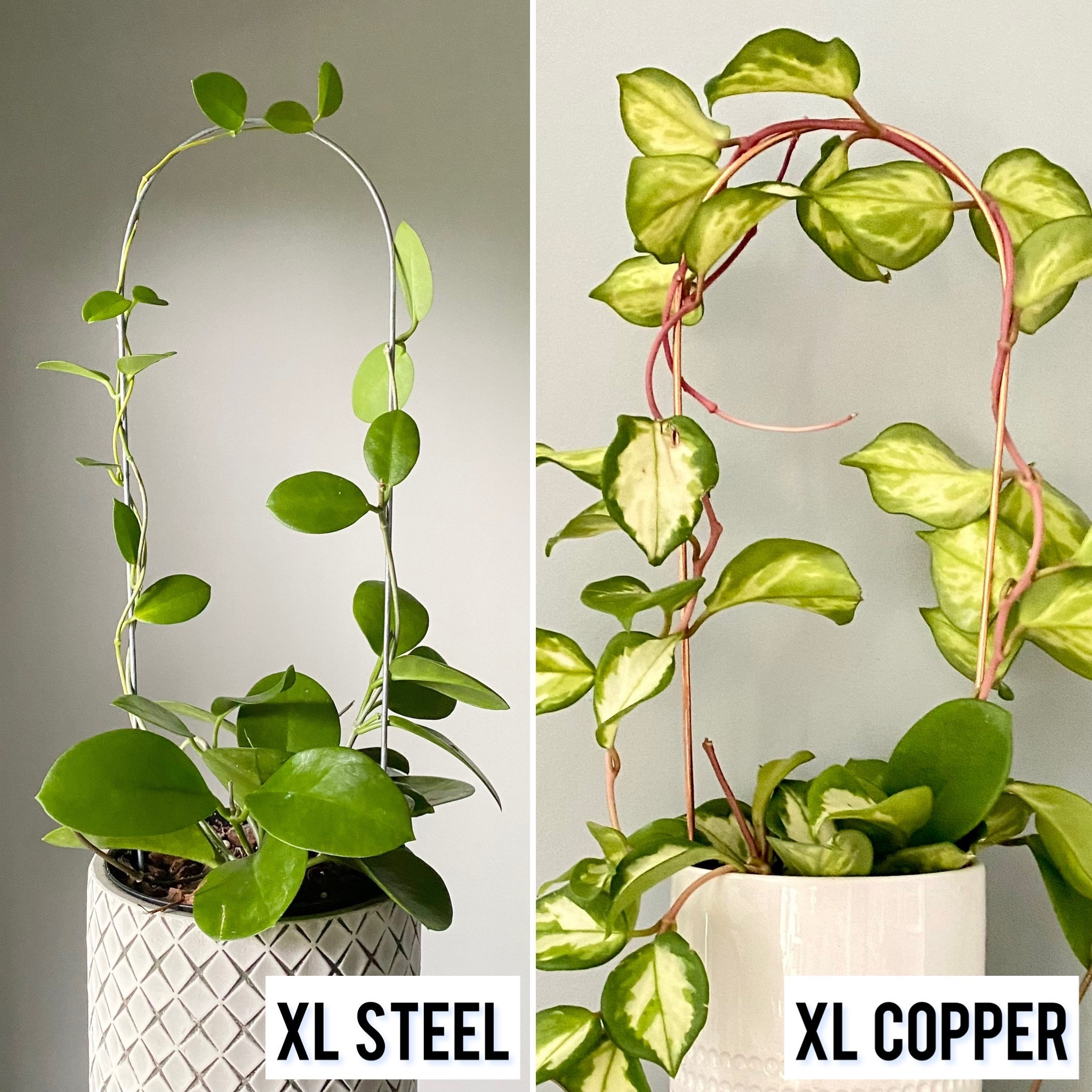 XL 24 Arch Trellis Extra Tall Trellis Large Trellis - Etsy