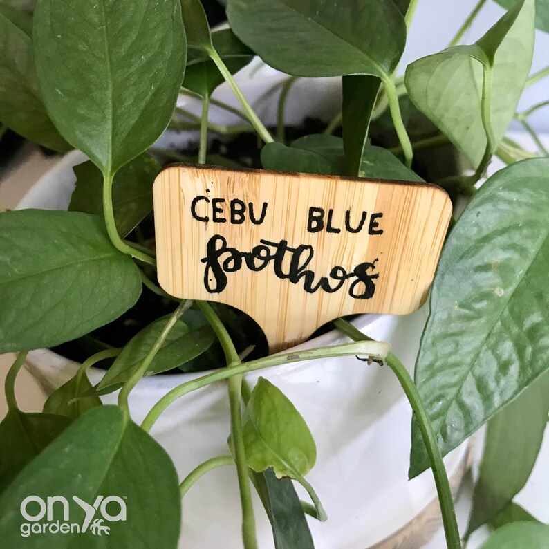 Hand Lettered Custom Plant Labels Houseplant Name Tags | Etsy