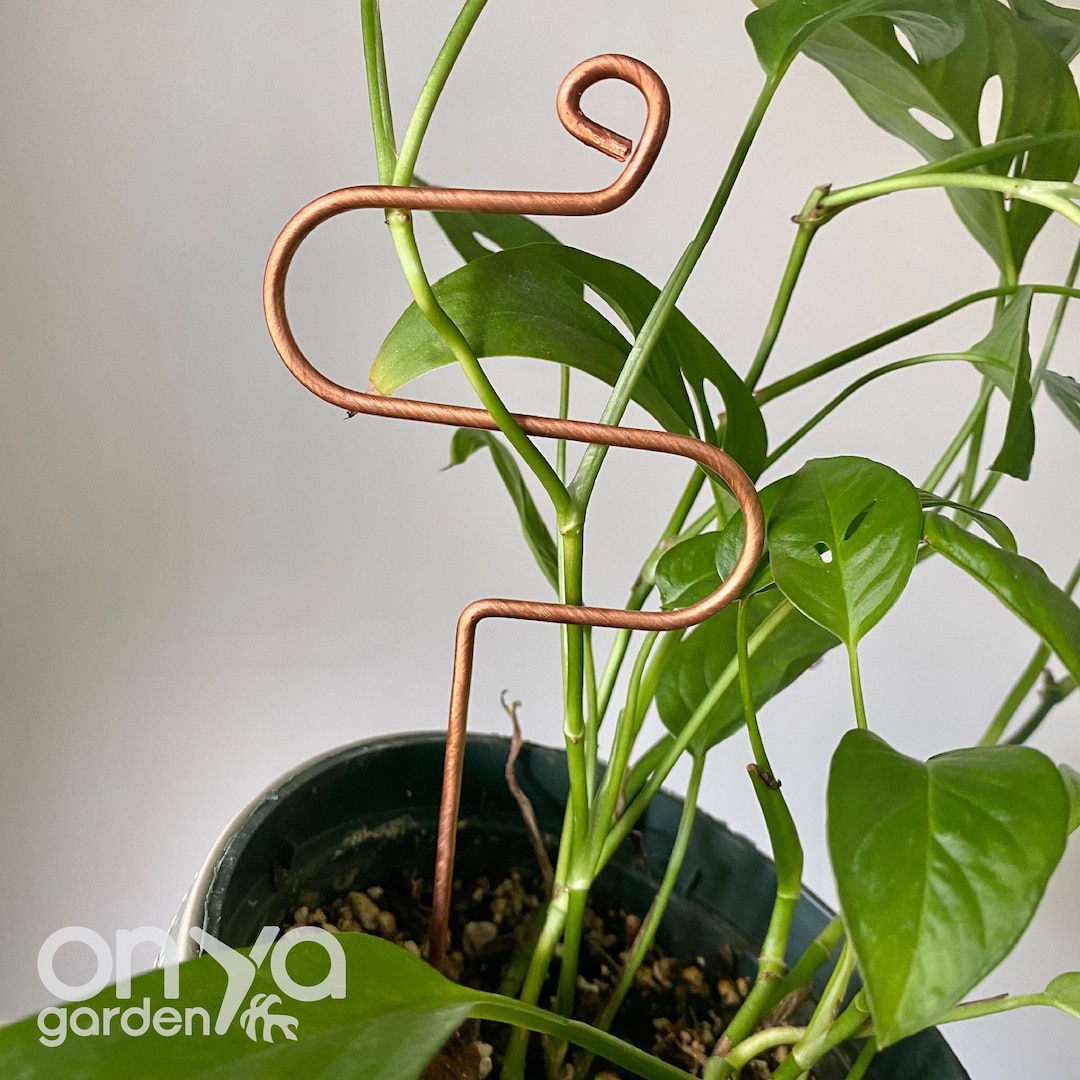 Modern Plant Stake, Copper Hairpin Plant Stick, Hoya Stem Support - Etsy
