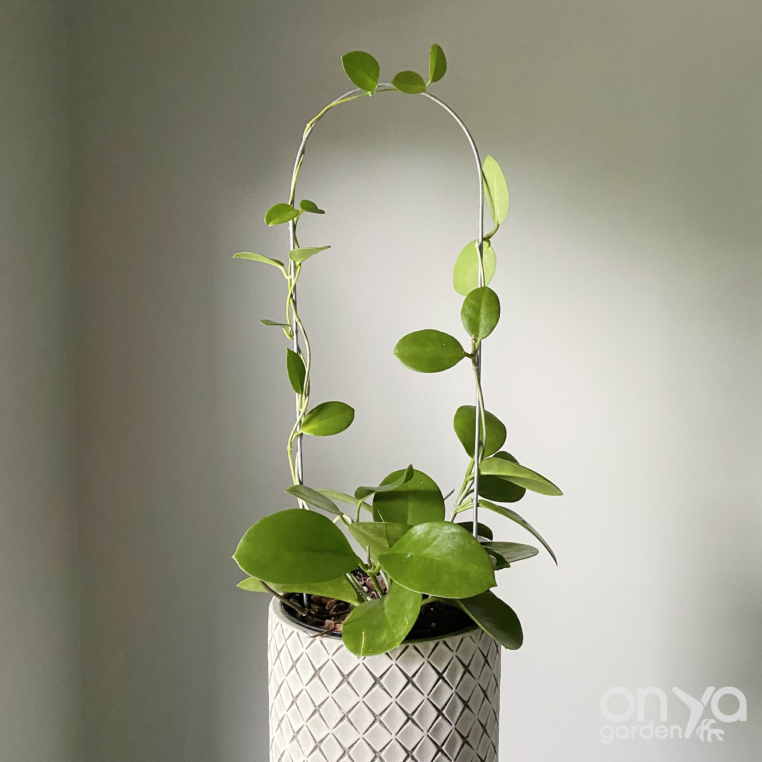 XL 24 Arch Trellis Extra Tall Trellis Large Trellis - Etsy