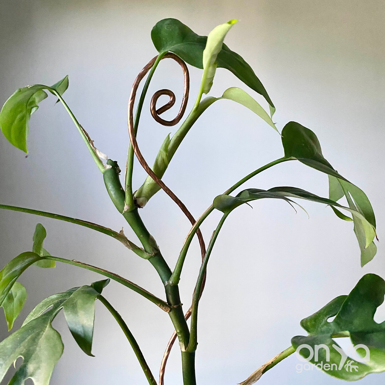 Copper Swirl Plant Stick Curved Plant Stem Supporter House | Etsy