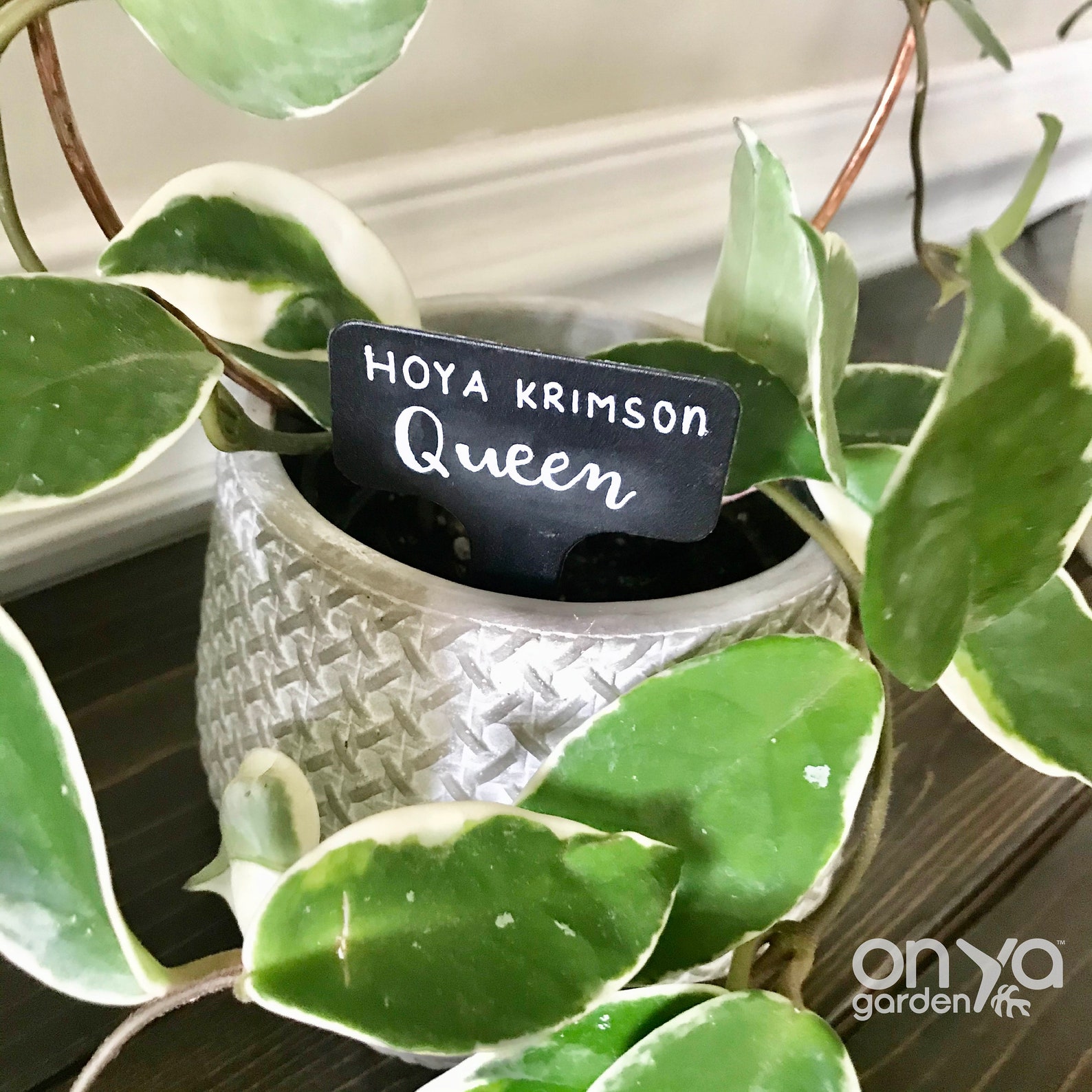 Hand Lettered Custom Plant Labels Houseplant Name Tags | Etsy