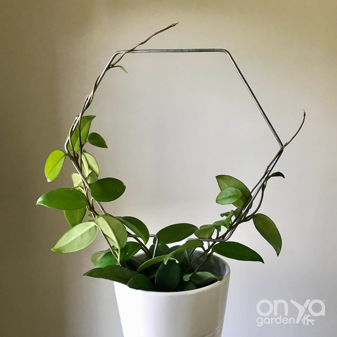 Handcrafted Hexagon Plant Trellis: Copper or Steel Hoya Support - Etsy