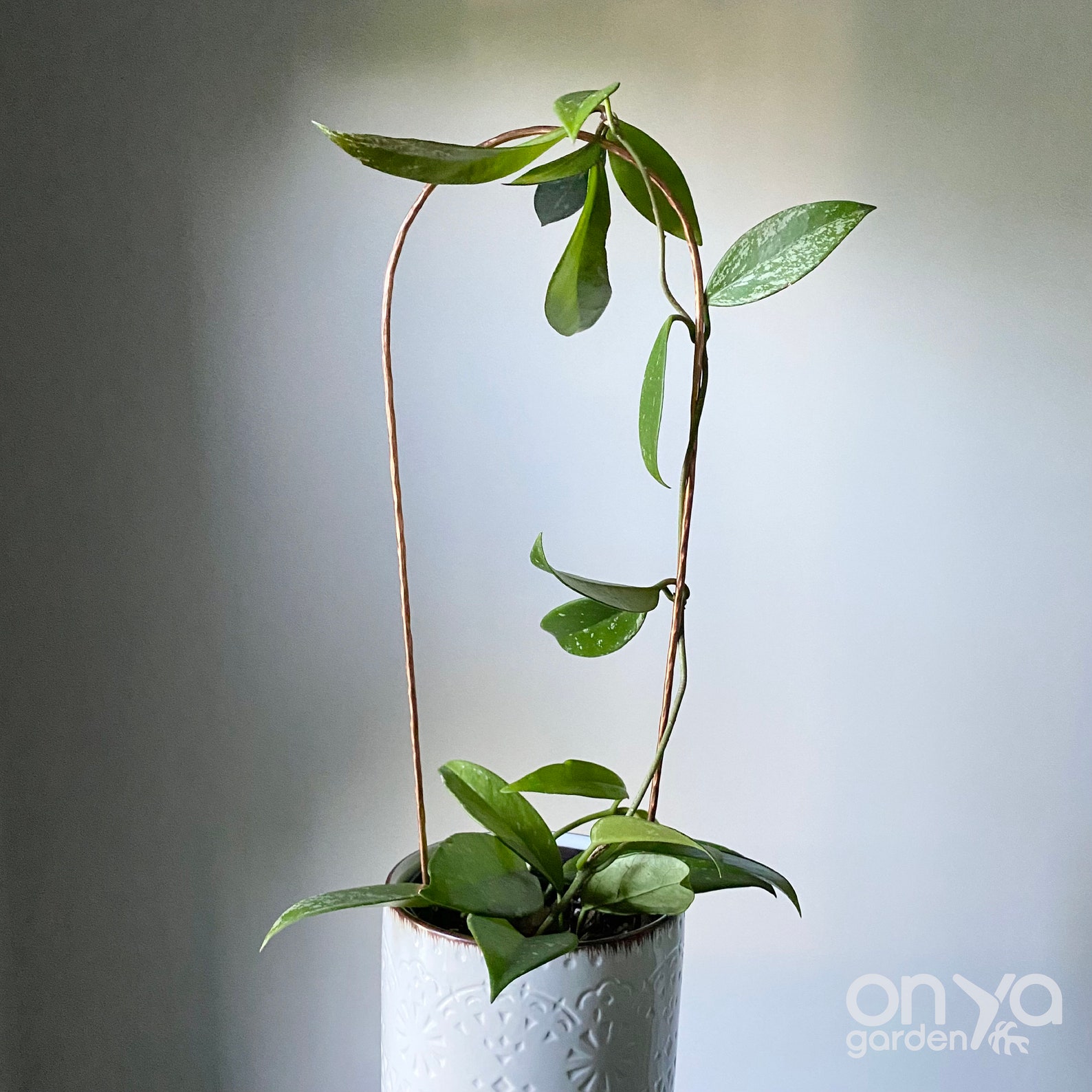 XL 24 Arch Trellis Extra Tall Trellis Large Trellis | Etsy