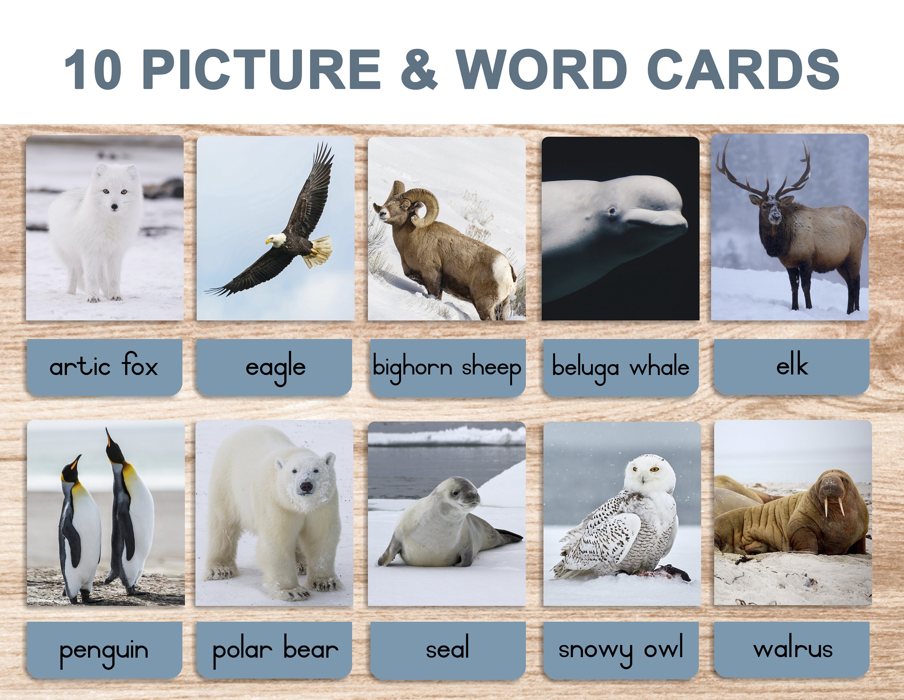 Arctic Animals Printable Flash Cards 3 Part Cards Montessori Cards ...