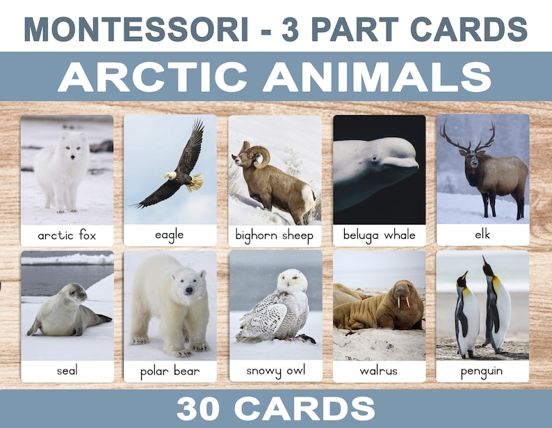 Arctic Animals • Printable Flash Cards • 3 Part Cards • Montessori ...