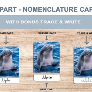 Sea Animals • Printable Flash Cards • 3 Part Cards • Montessori Cards ...