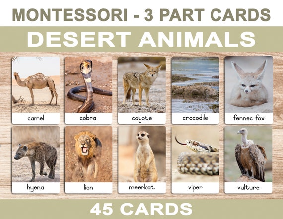 Desert Animals Printable Flash Cards 3 Part Cards | Etsy