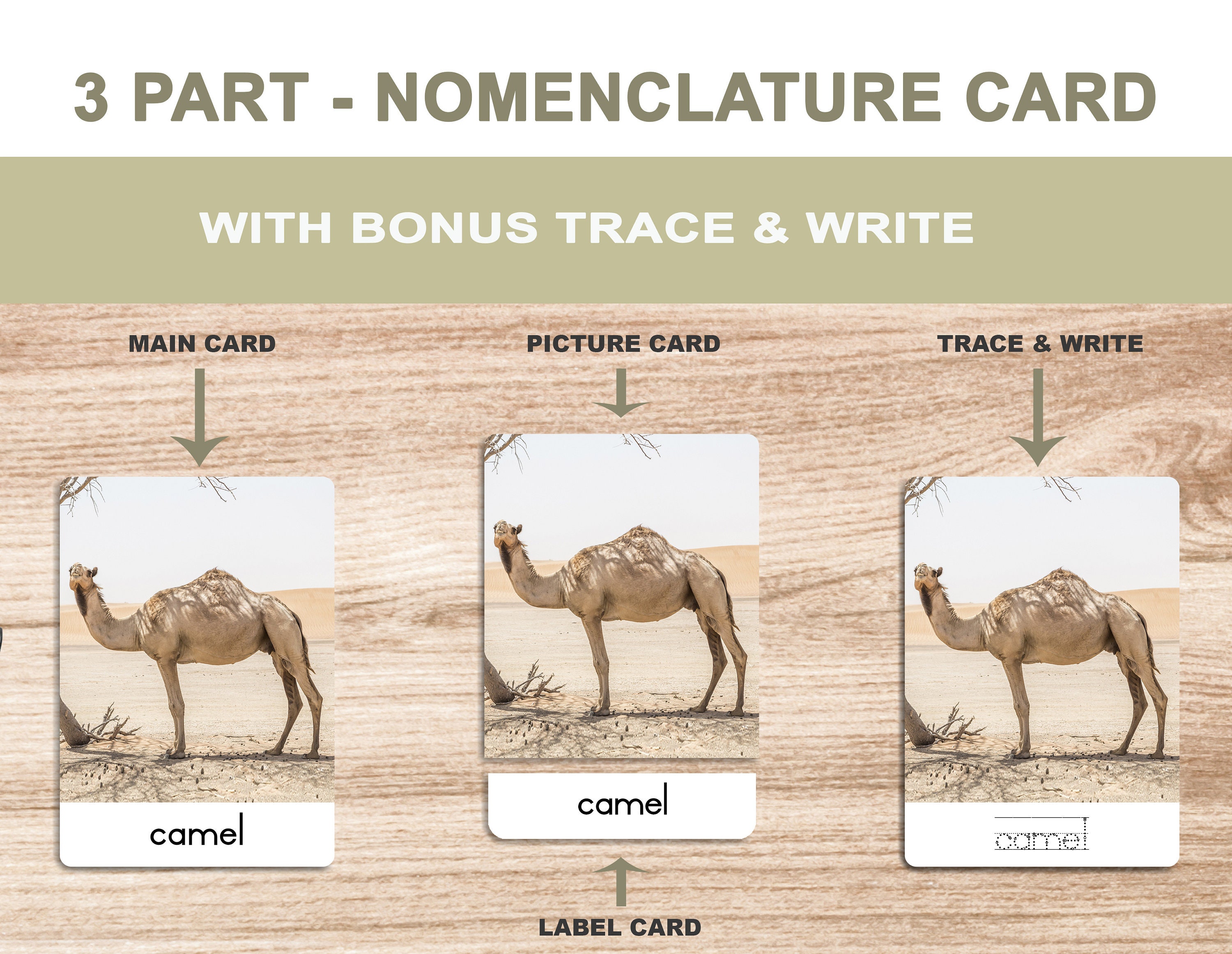 Desert Animals • Printable Flash Cards • 3 Part Cards • Montessori ...